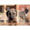 El Kangal turco: Un perro guardián poderoso y ancestral | Artesanía de ...